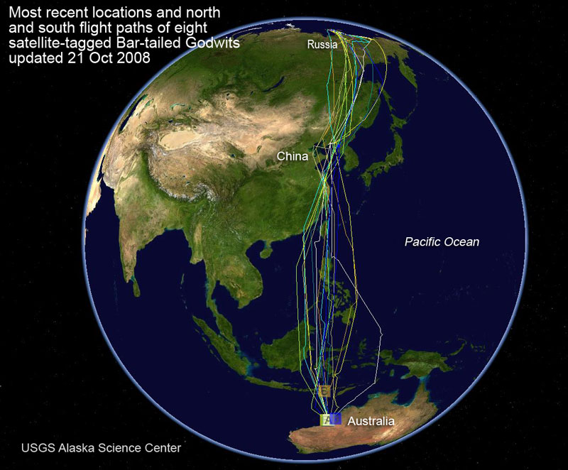 Migration Navigation :: Physics Of Flight: Birds